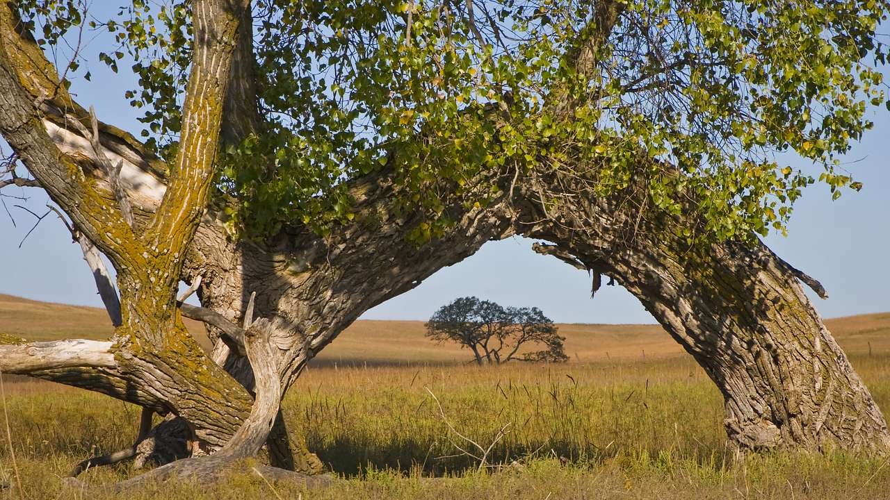 50 Interesting & Fun Facts About Kansas State to Discover (Updated in 2023)