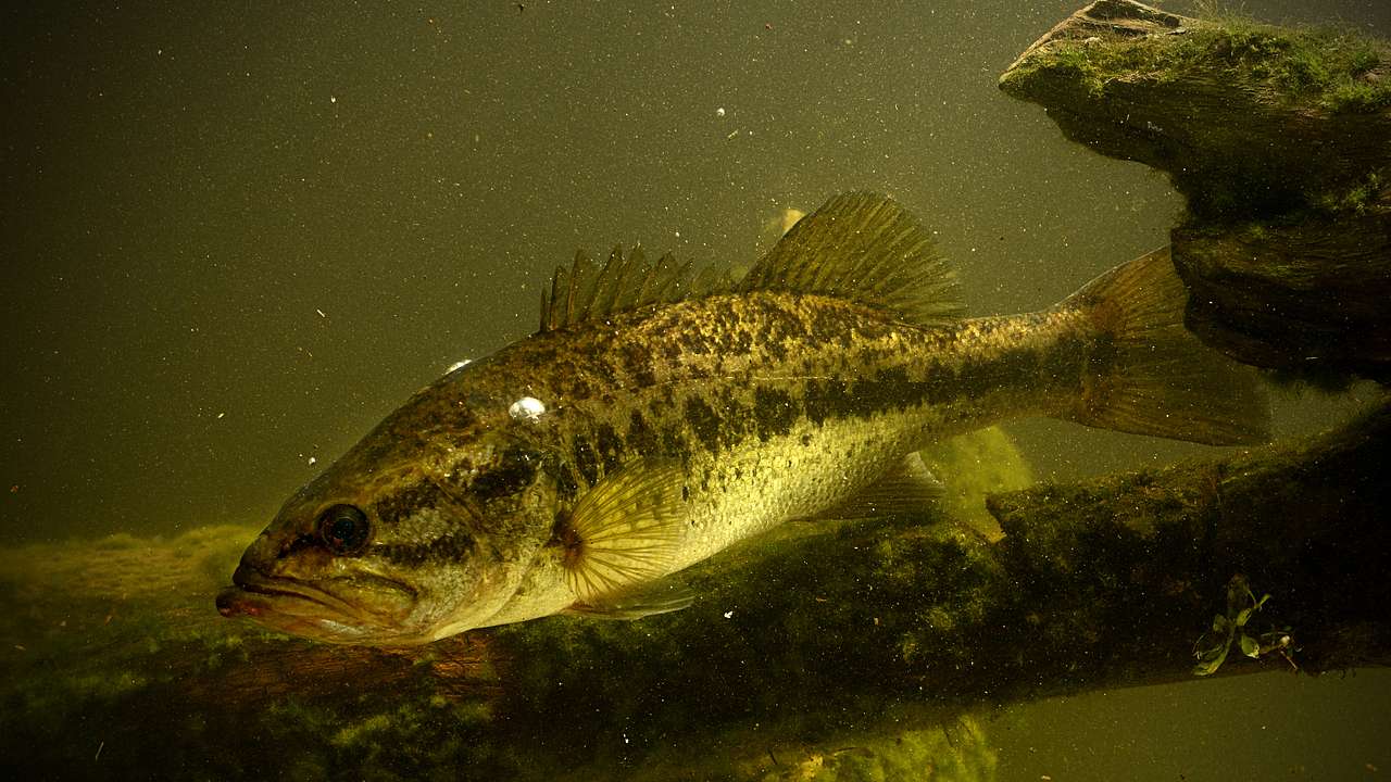 50 Interesting & Fun Facts About Georgia State You Should Know