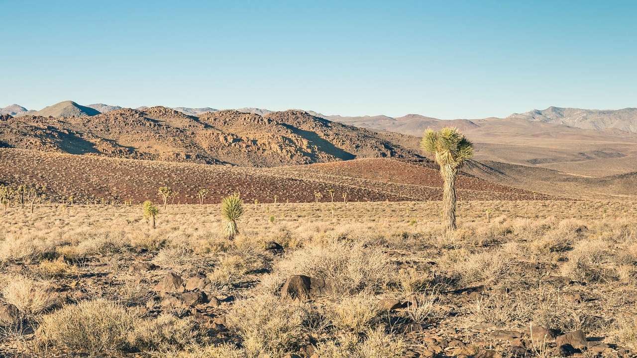 50 Interesting & Fun Facts About Nevada State (Updated in 2023)