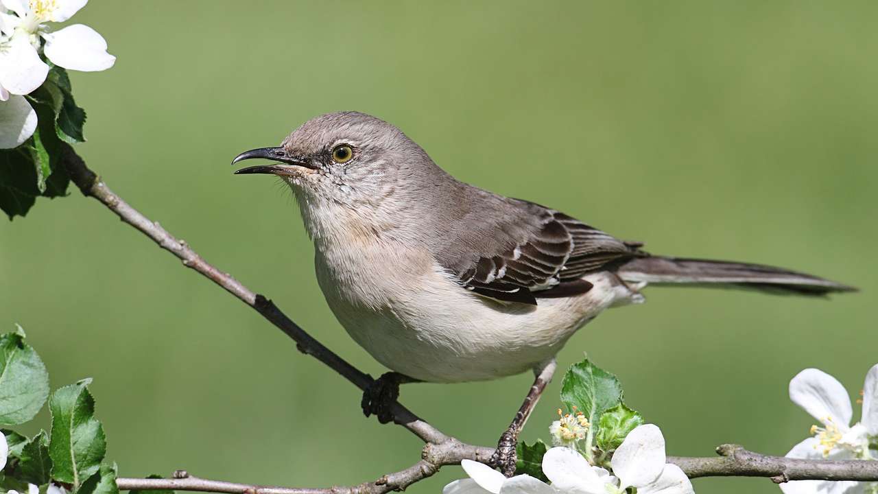 50 Interesting & Fun Facts About Mississippi State to Know (Updated in ...