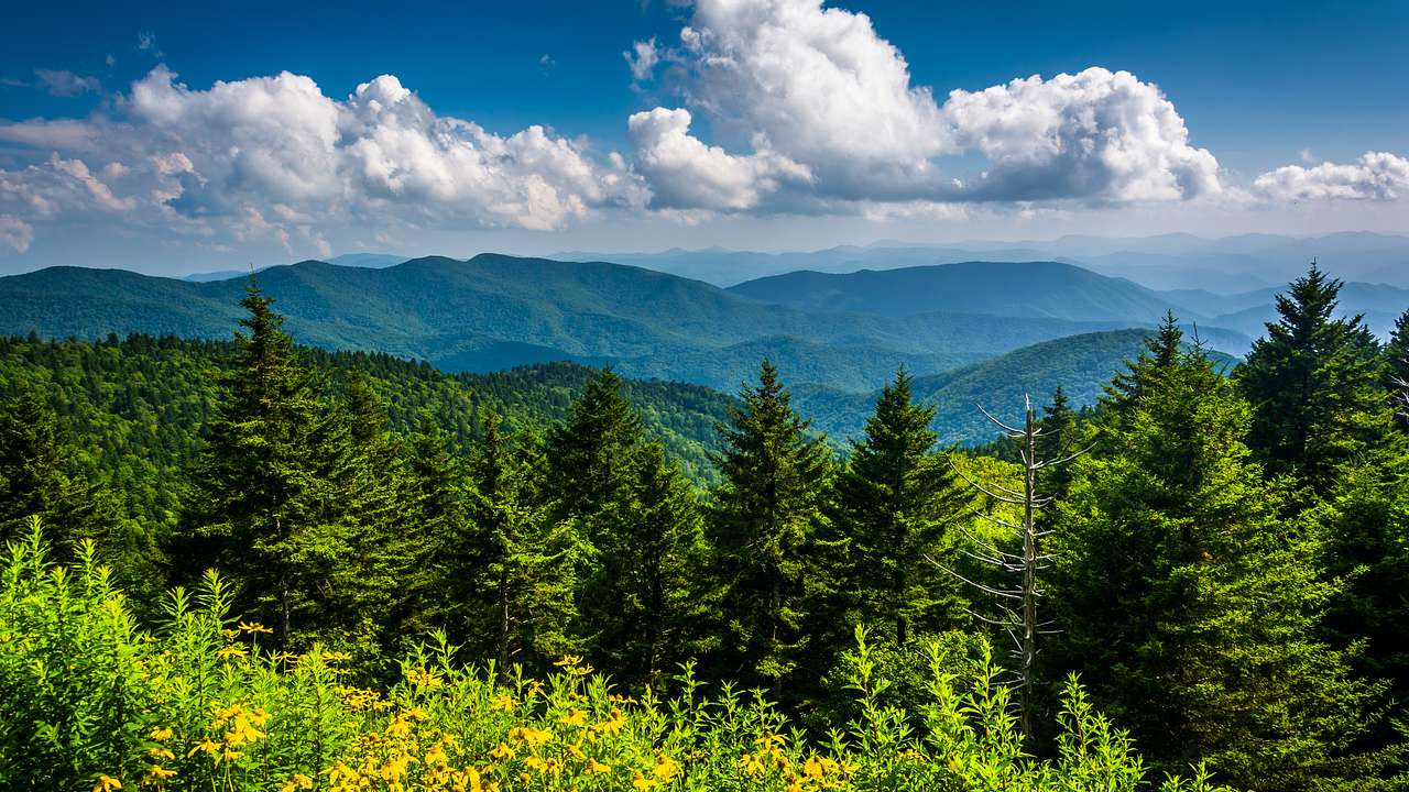 35 Exciting North Carolina Bucket List Activities to Try